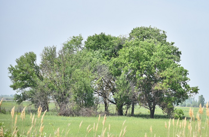 Göyçay ensiklopediyası